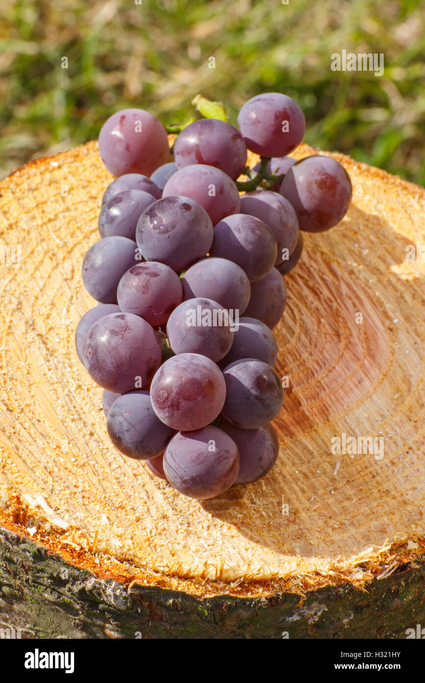 Bunch of fresh grapes lying on wooden stump in garden on sunny day ...
