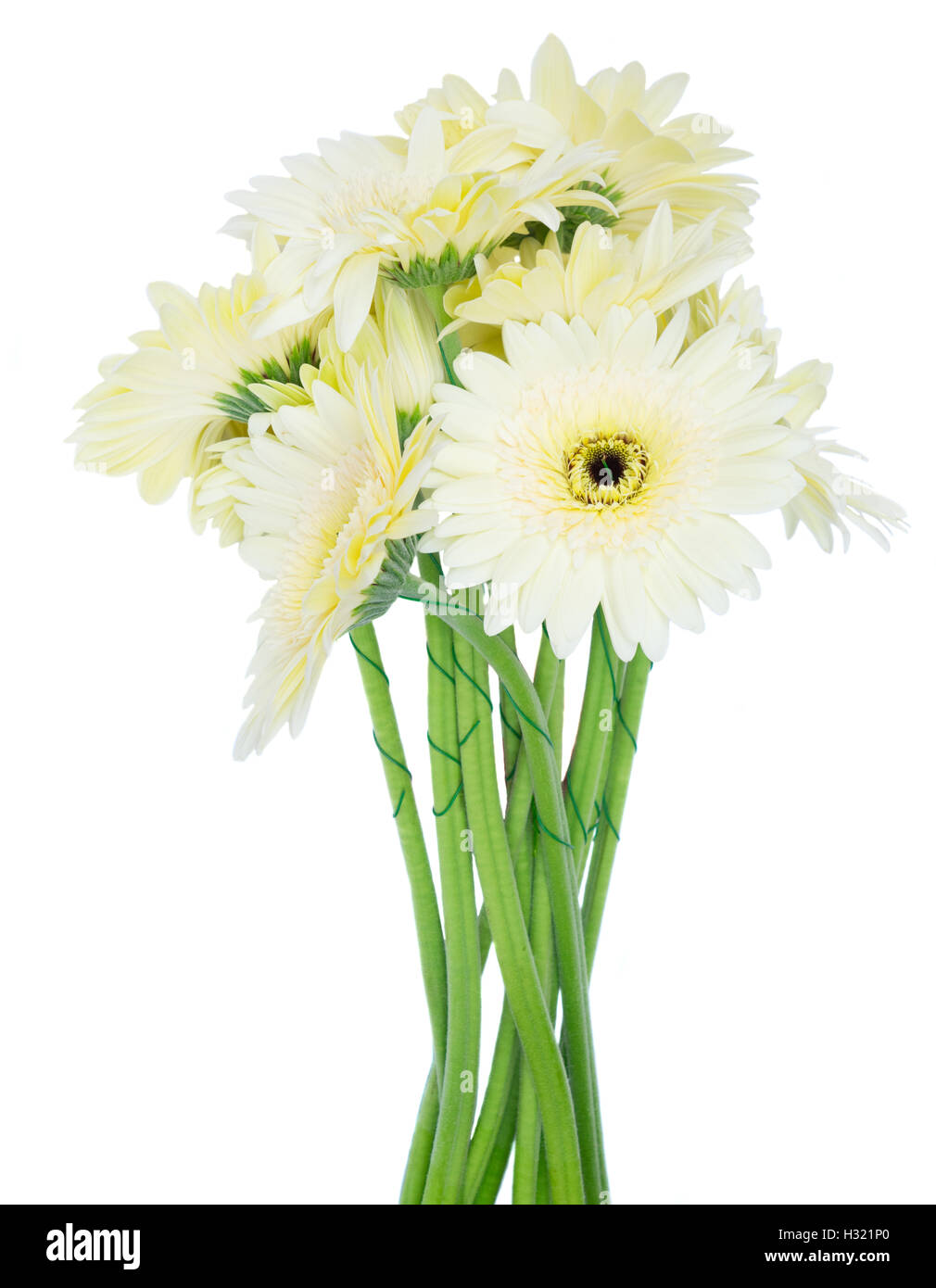 Beige gerbera flowers Stock Photo - Alamy