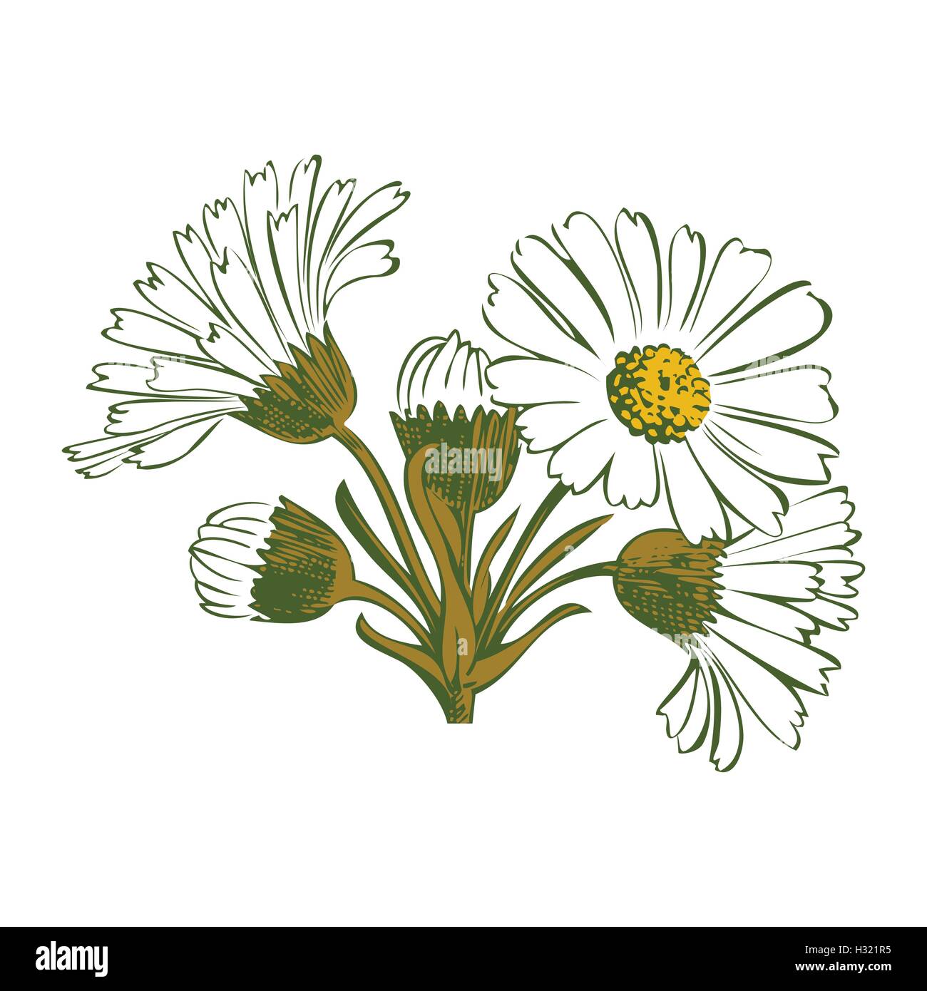Hand drawn colorful bouquet of chamomile flowers isolated on white ...