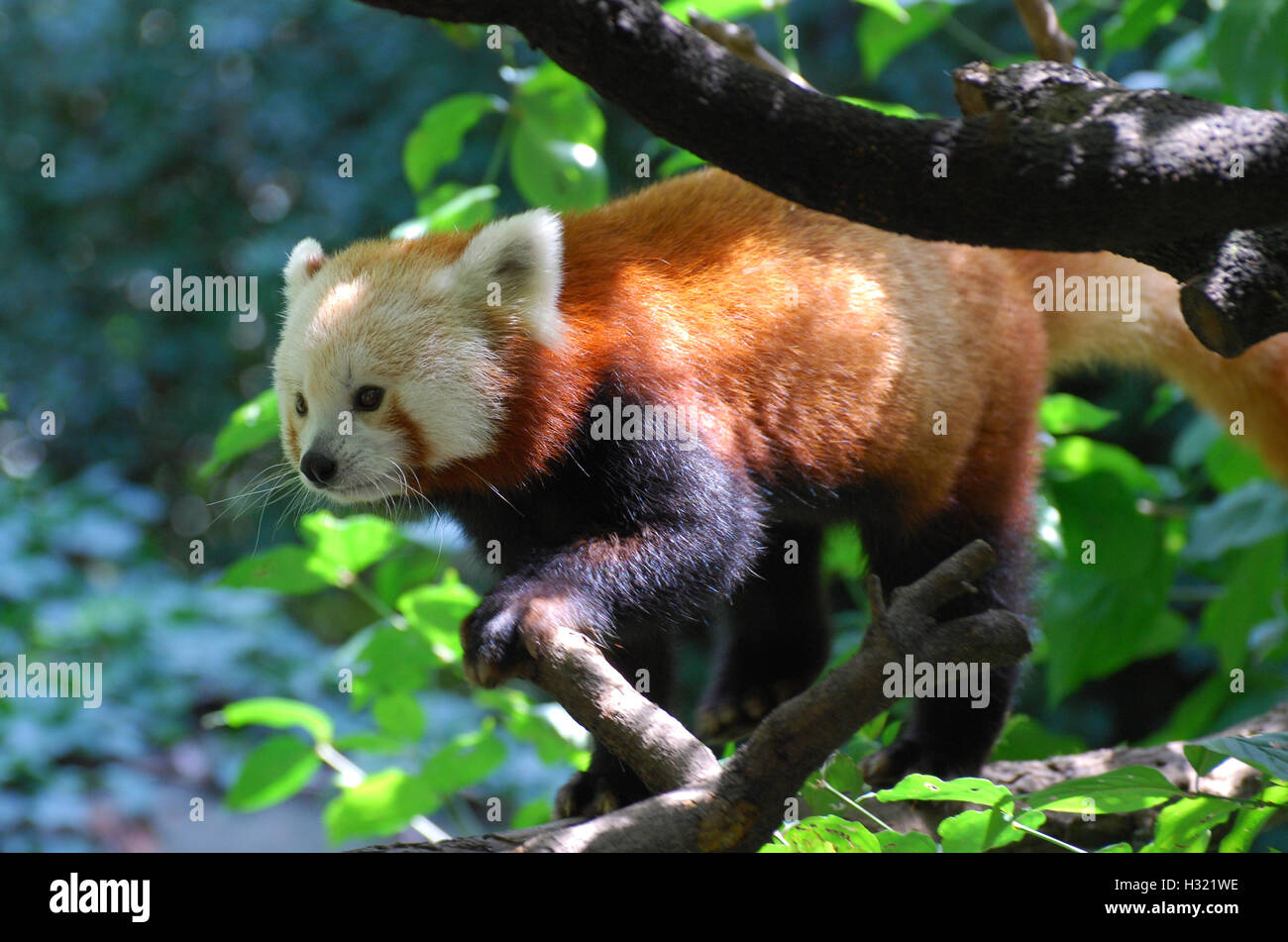 Really cute red panda bear in the trees Stock Photo - Alamy