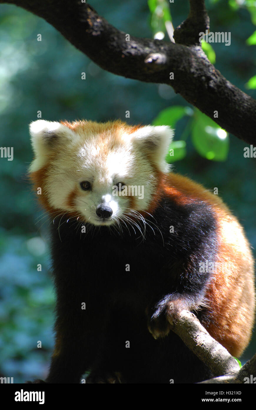 Gorgeous lesser panda bear sitting on a tree branch Stock Photo - Alamy
