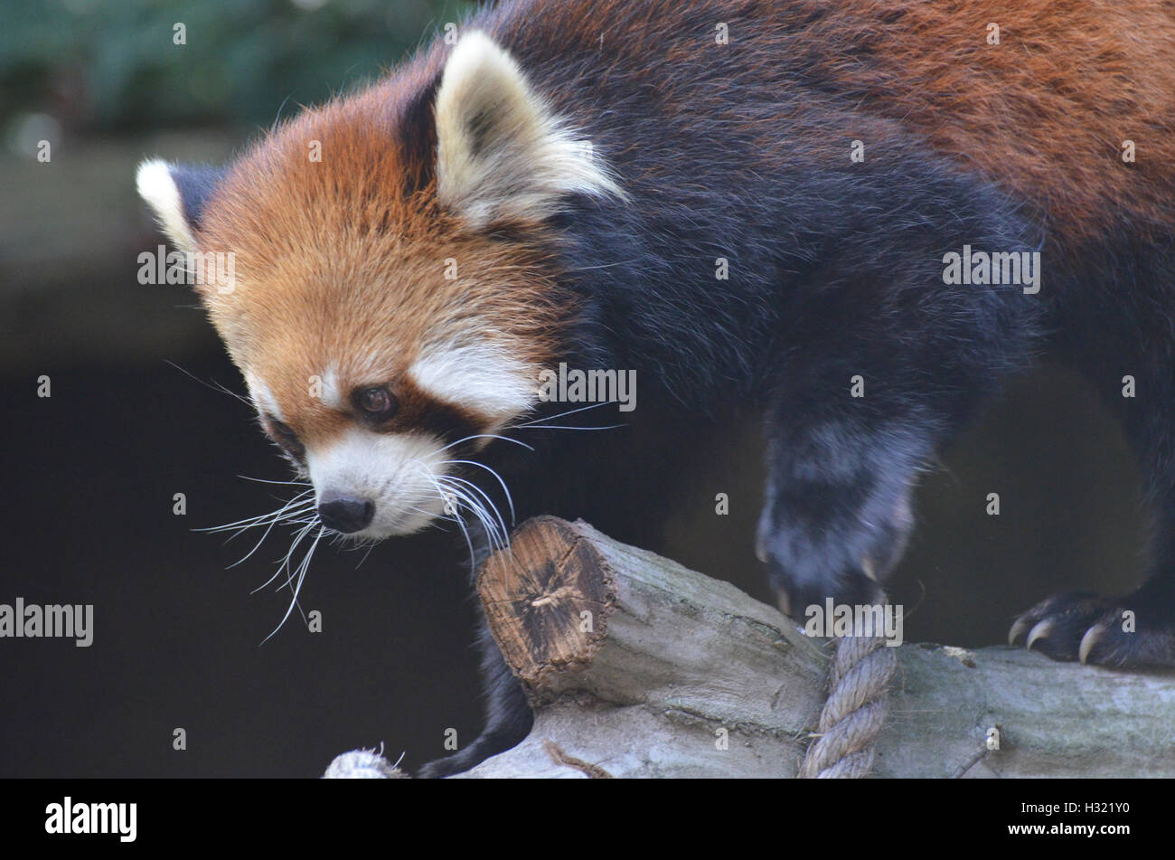 Adorable lesser panda bear climbing over a plank Stock Photo - Alamy