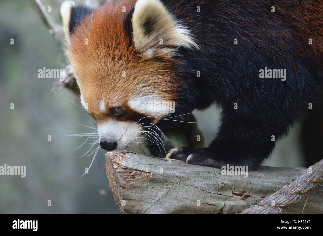 Side view of a cute red panda bear with long whiskers Stock Photo - Alamy