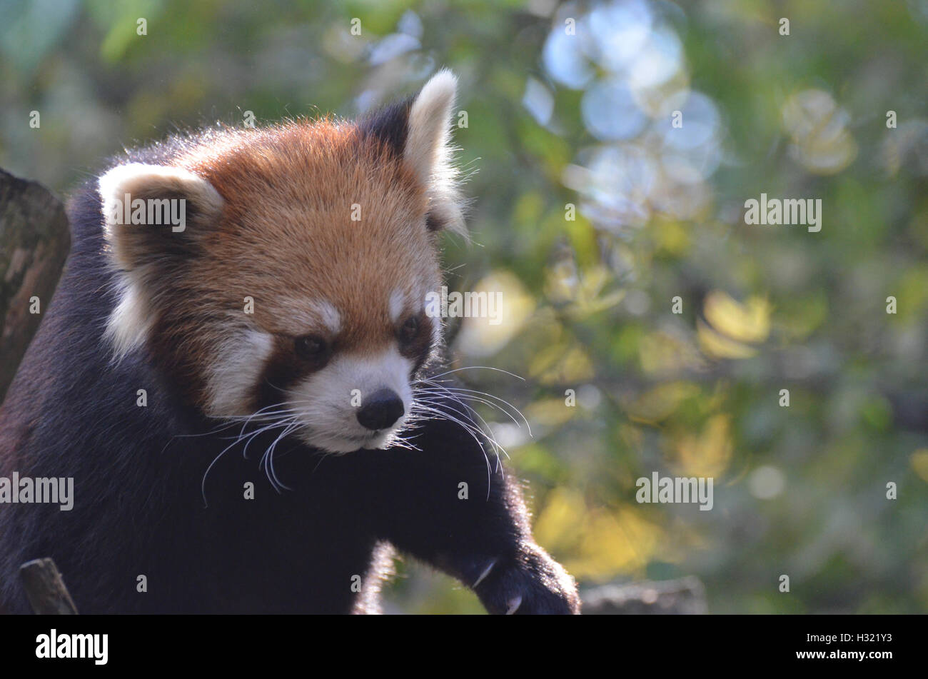 Beautiful face of a red bear-cat Stock Photo - Alamy
