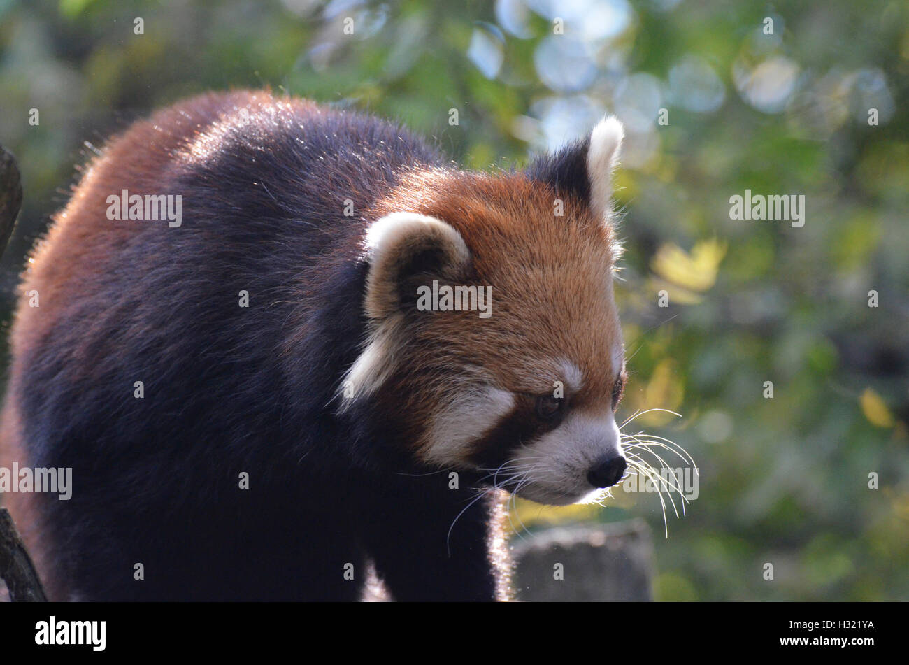 Lesser panda bear with a mask across ihs face Stock Photo - Alamy