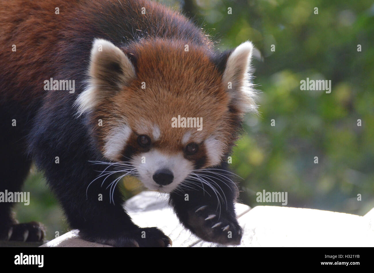 Gorgeous face of a lesser panda bear Stock Photo - Alamy