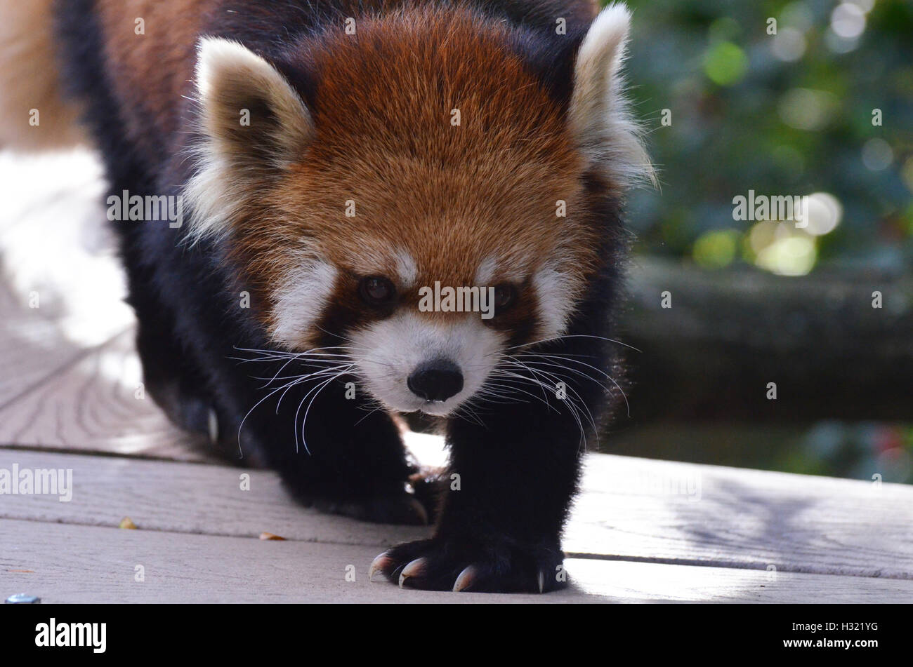 Gorgeous red bear-cat with a very cute expression Stock Photo - Alamy