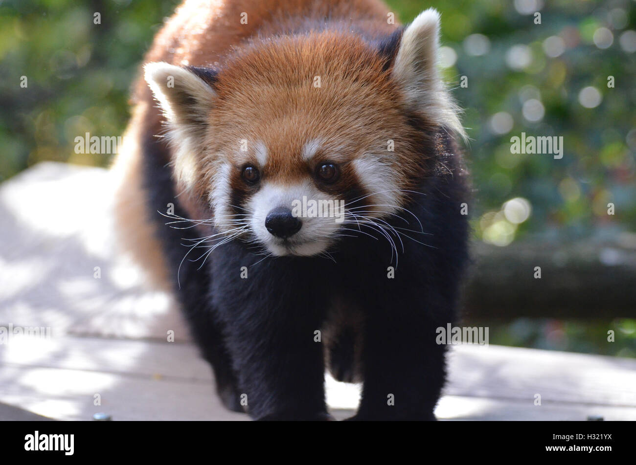 Really cute face of a lesser panda bear Stock Photo - Alamy