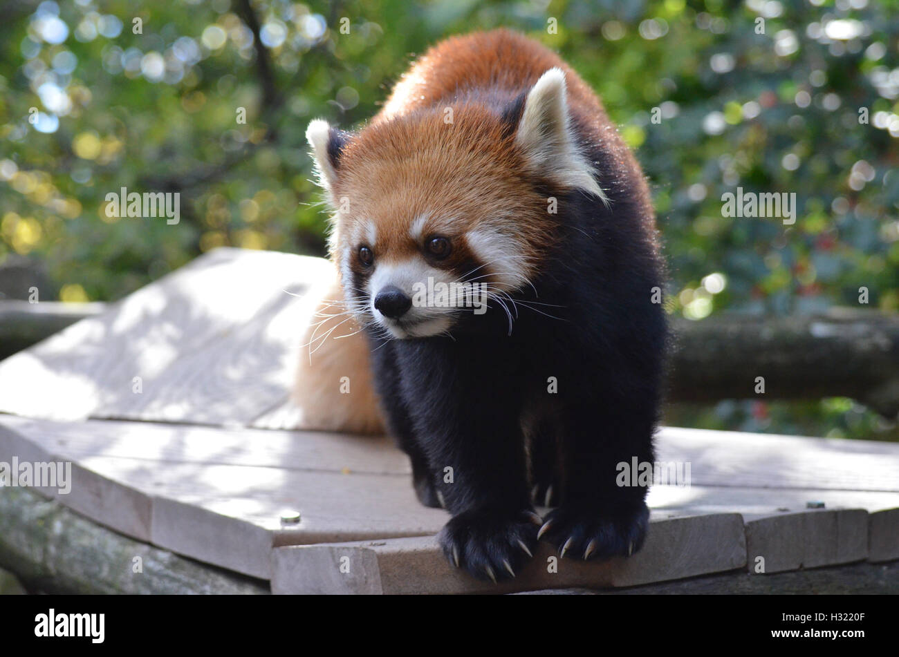 Panda Bear Standing Up