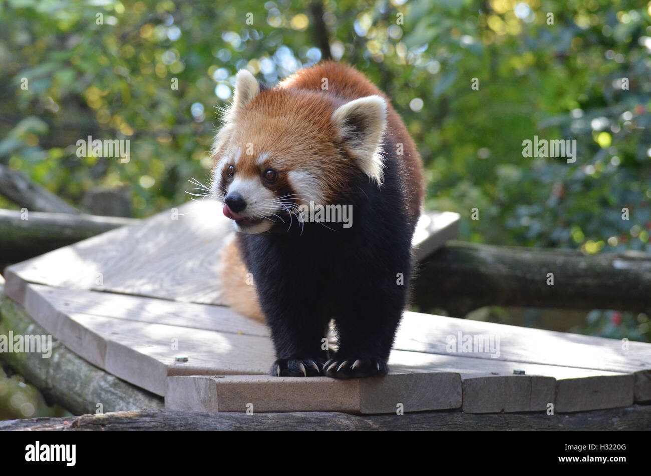 Cute red panda bear licking his lips Stock Photo - Alamy