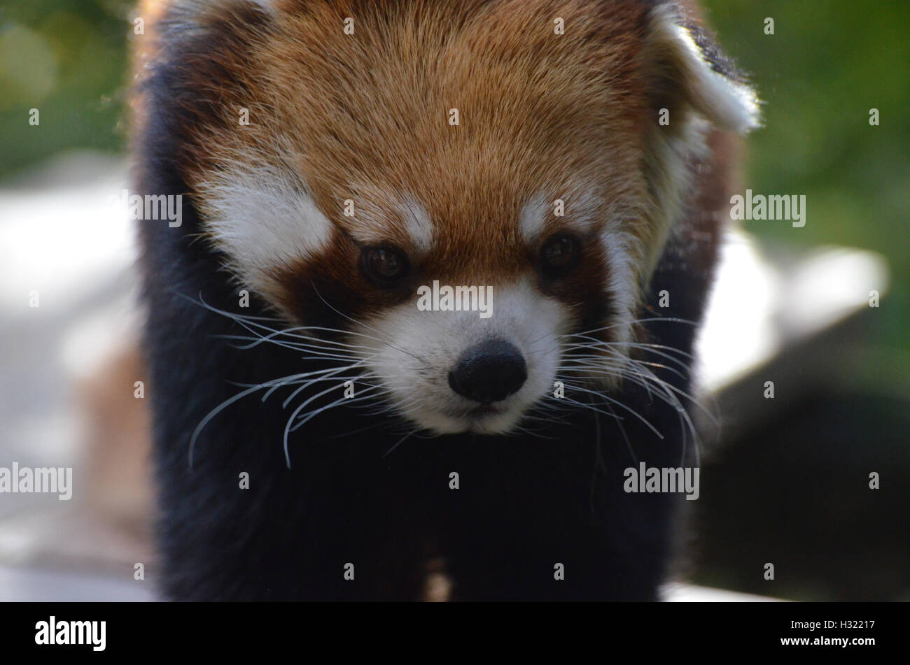 Red cat bea hi-res stock photography and images - Alamy