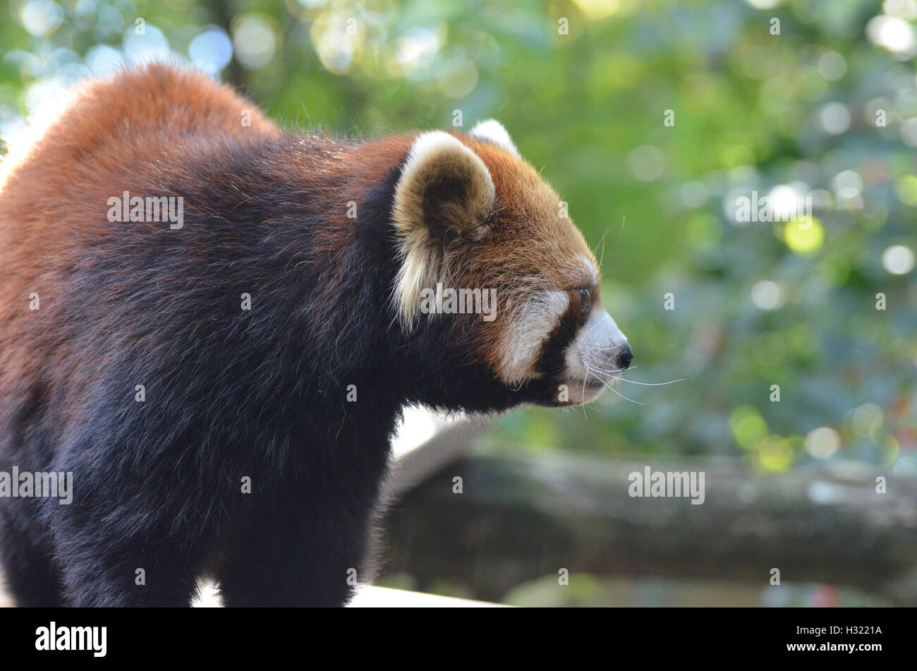 Great profile of a Chinese red panda bear Stock Photo - Alamy