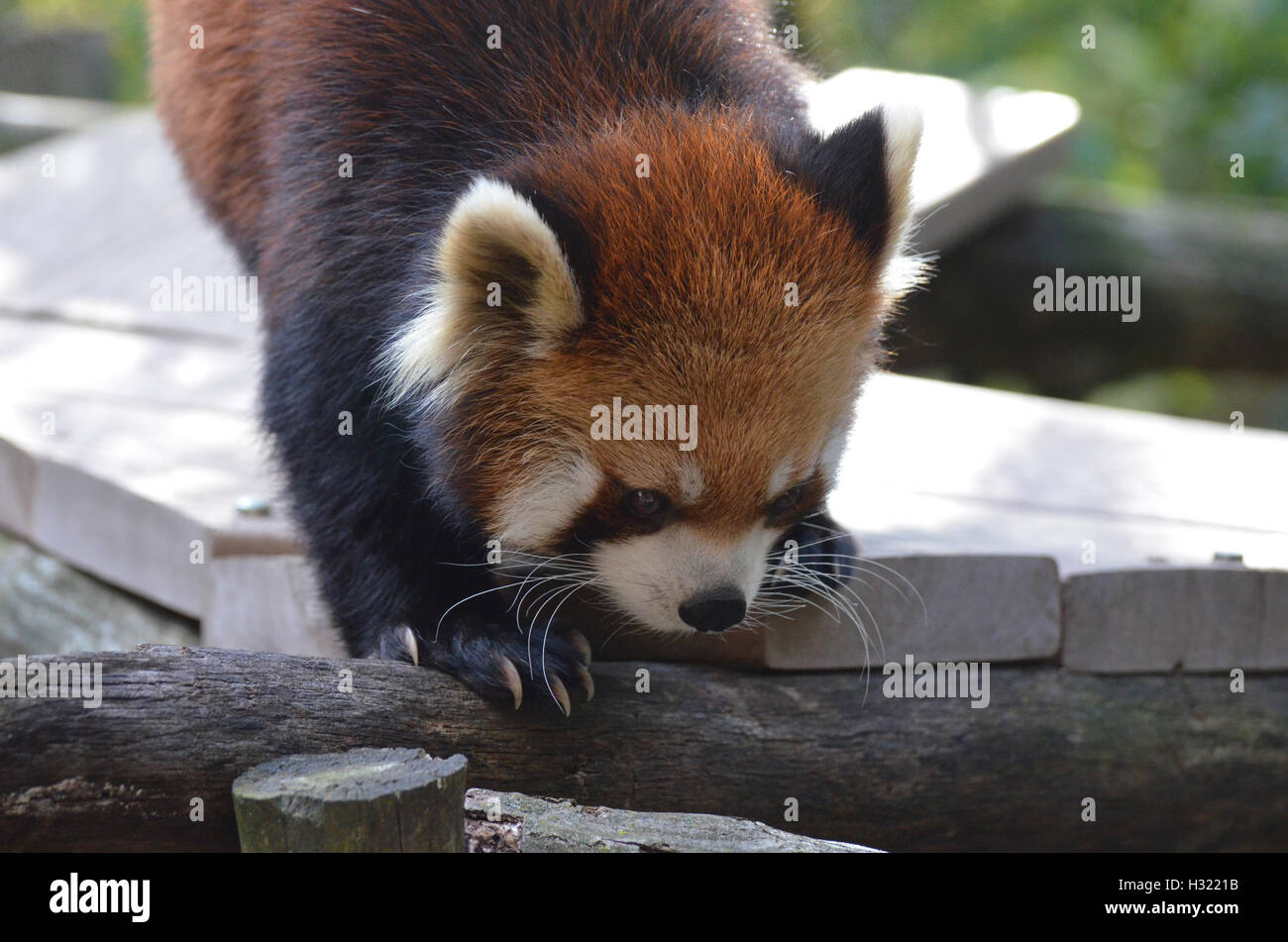 Long claws on a cute red panda bear Stock Photo - Alamy
