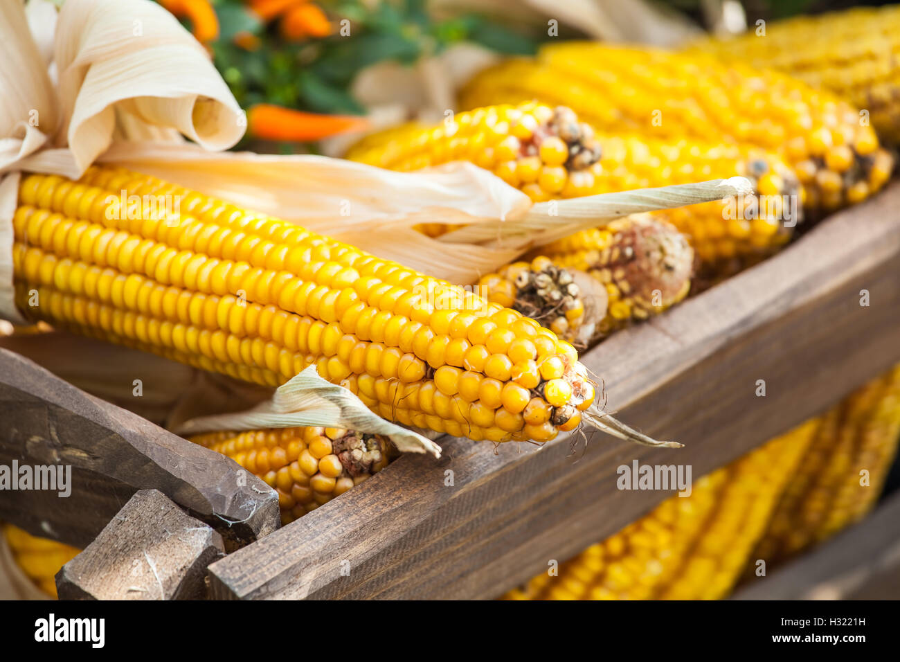 Fresh yellow corn vegetable Stock Photo - Alamy