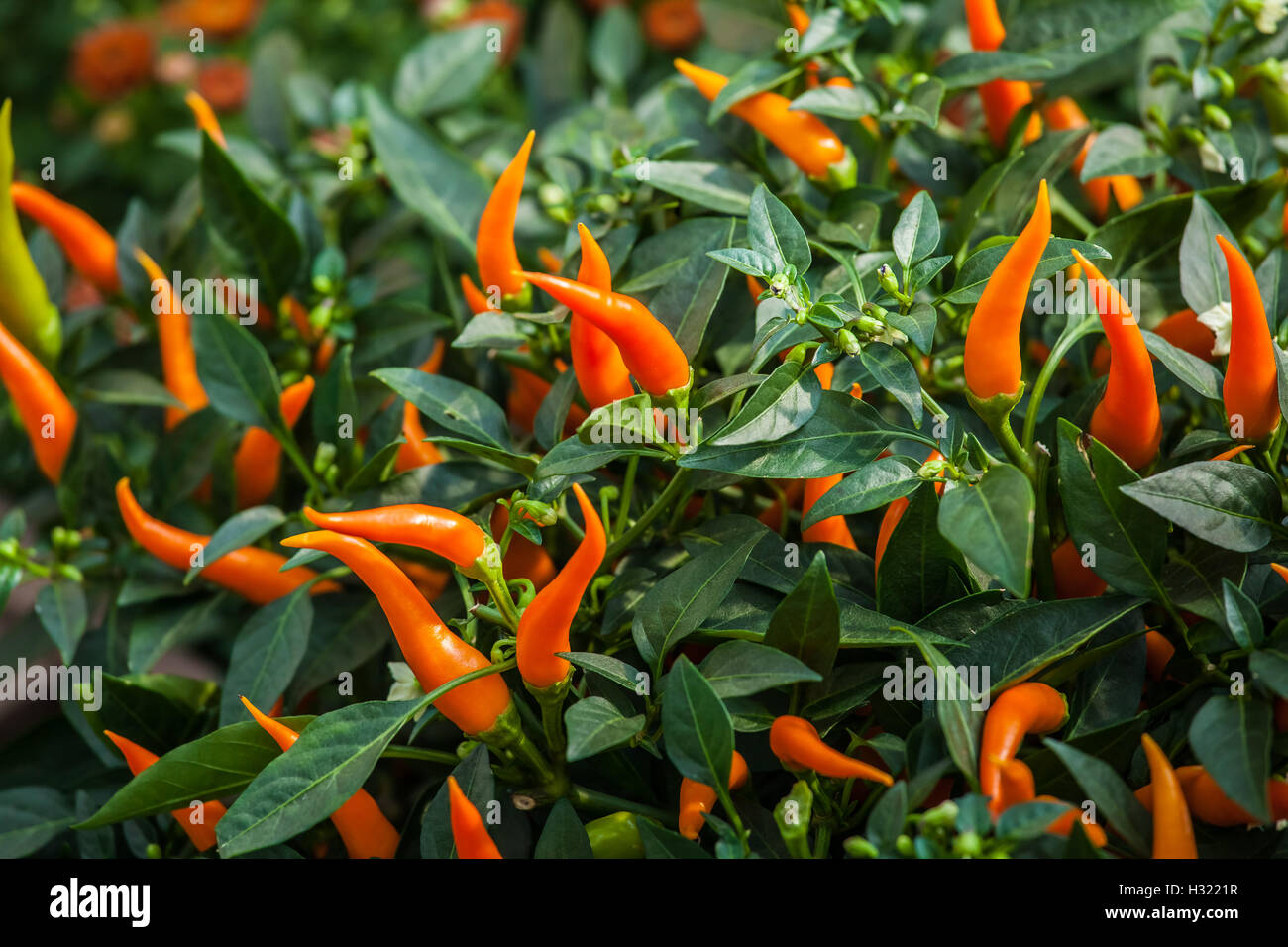 Small orange chili peppers Stock Photo - Alamy