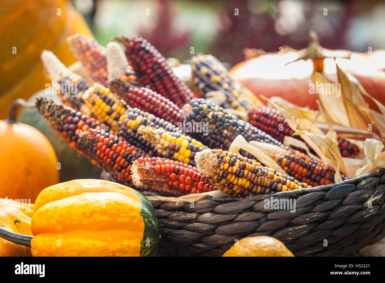 Fresh multicolored corn vegetable Stock Photo - Alamy