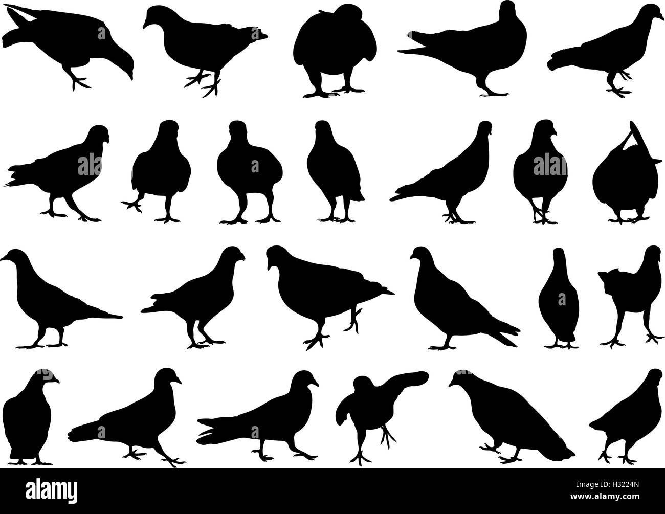 Set of different doves Stock Vector Image & Art - Alamy
