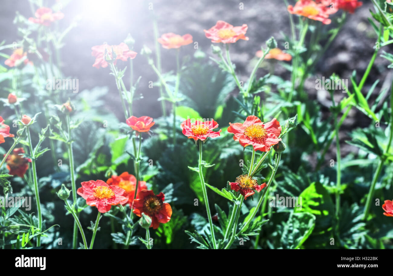 Best red flowers hi-res stock photography and images - Alamy
