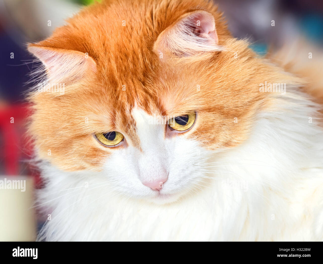 Portrait of pensive nice adult red cat Stock Photo - Alamy
