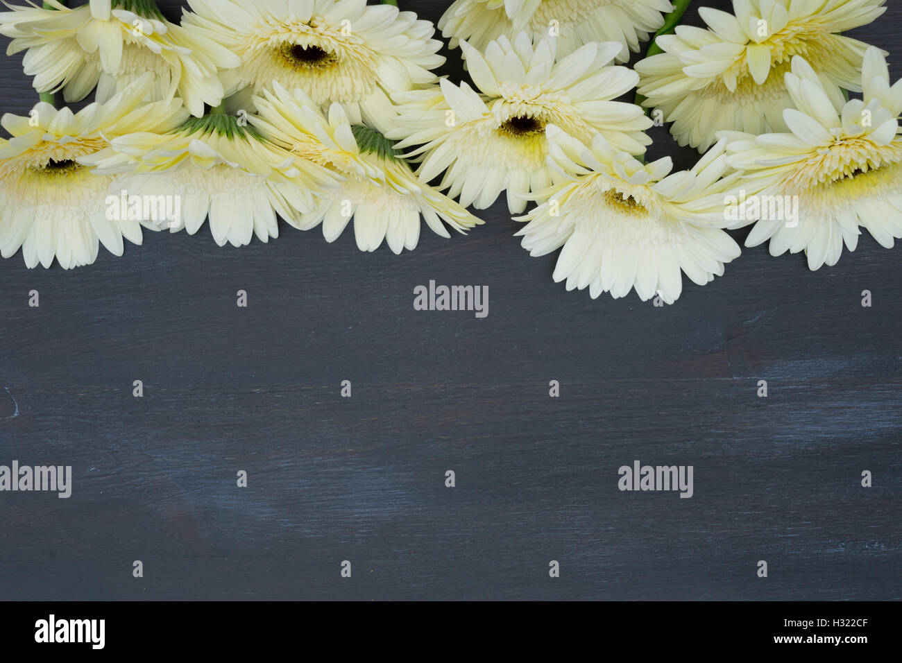 Beige gerbera flowers Stock Photo - Alamy