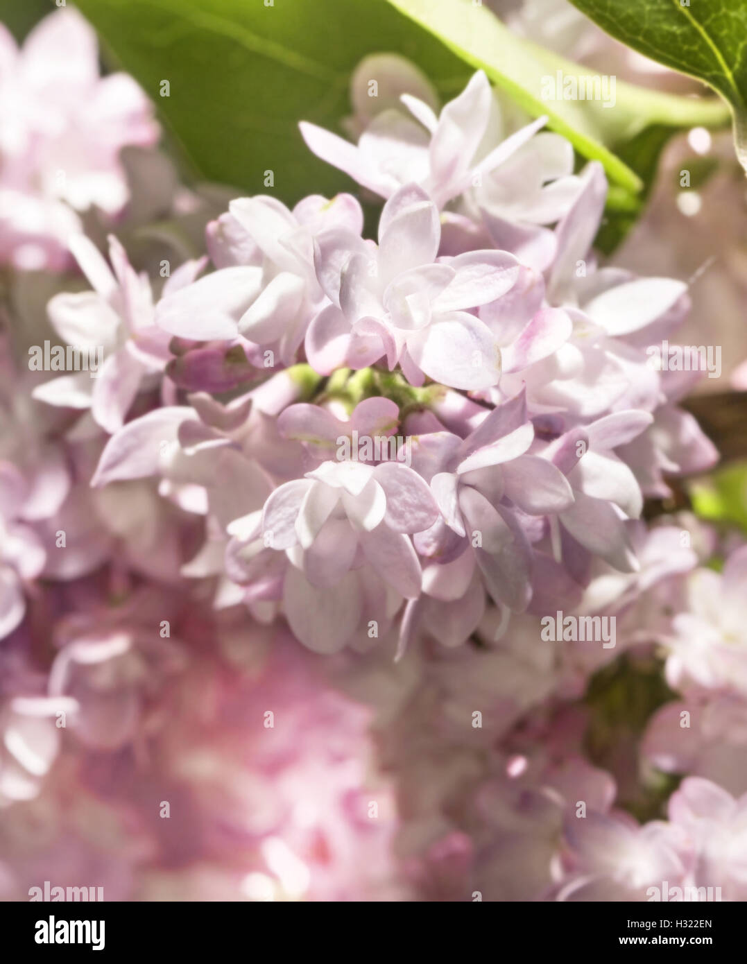 Pastel delicate hi-res stock photography and images - Alamy