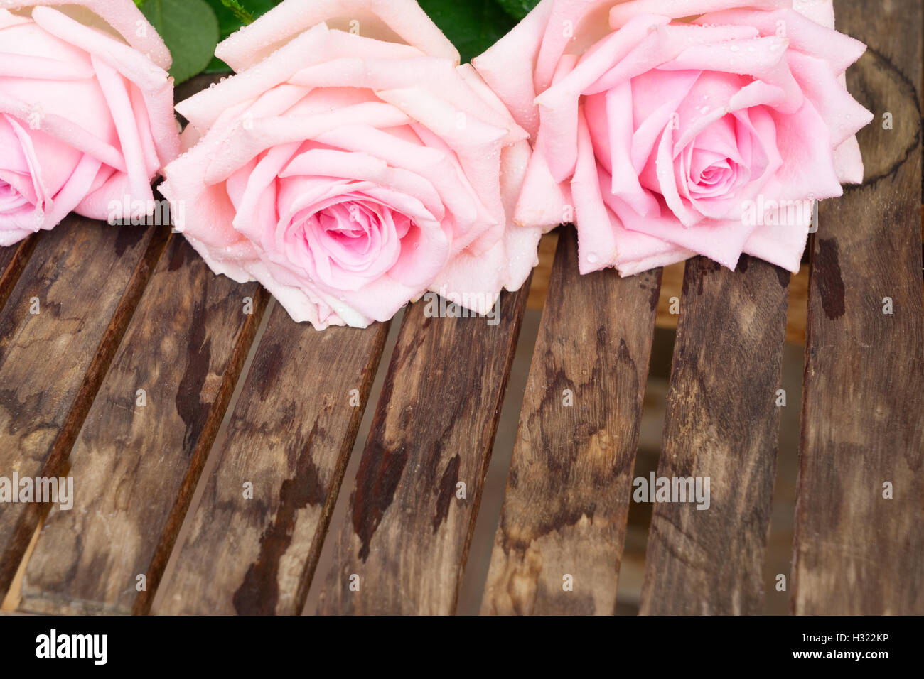 Pink blooming roses on wood Stock Photo - Alamy