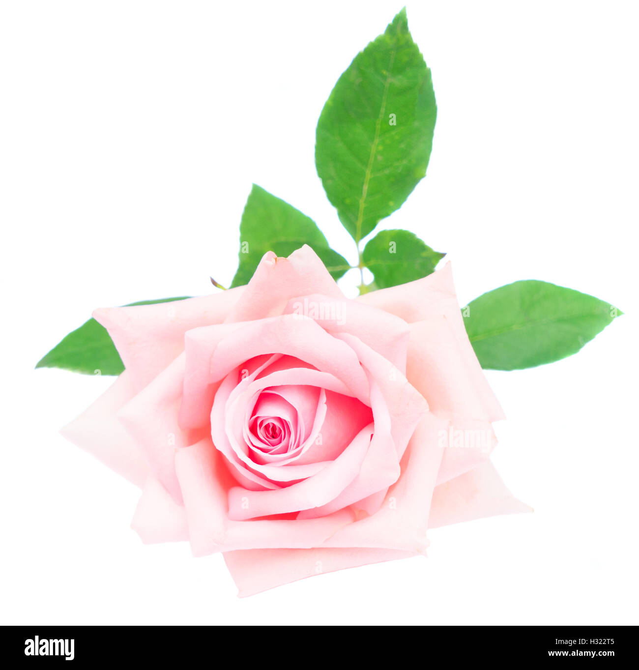 Pink blooming roses Stock Photo - Alamy
