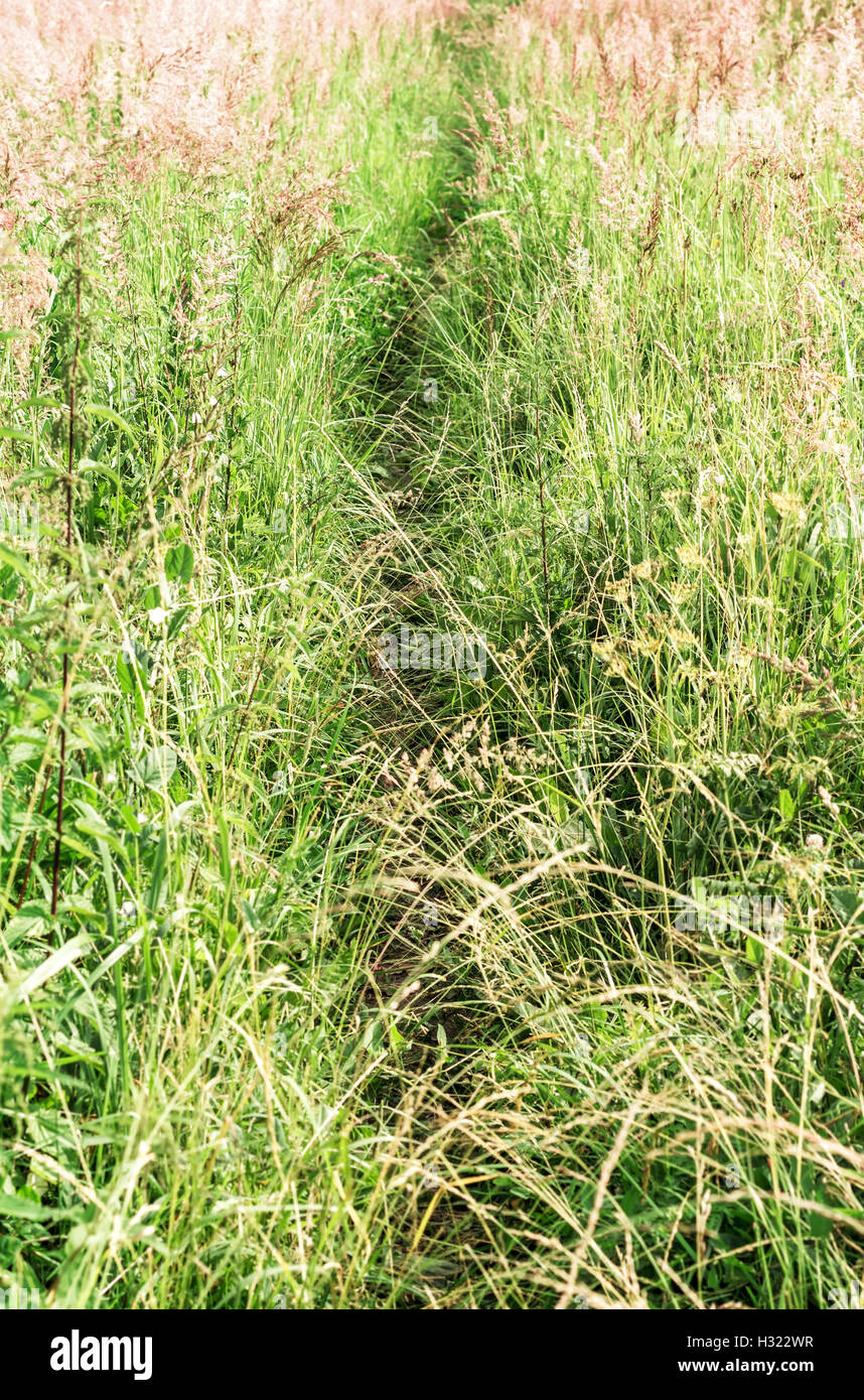 Beauty of grass hi-res stock photography and images - Alamy