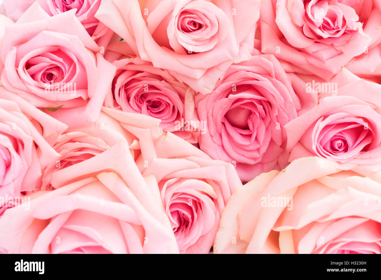 Pink blooming roses Stock Photo - Alamy