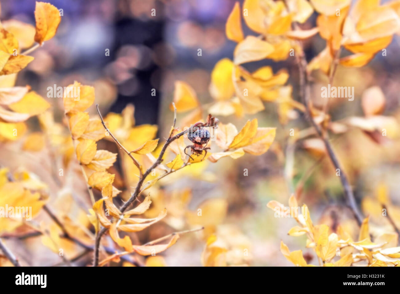 Rose hip in fall hi-res stock photography and images - Alamy