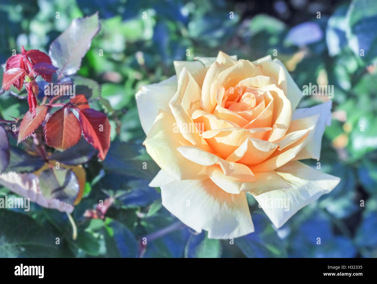 Tender tea hi-res stock photography and images - Alamy