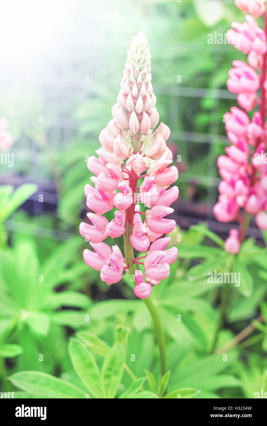 Nice green color hi-res stock photography and images - Alamy