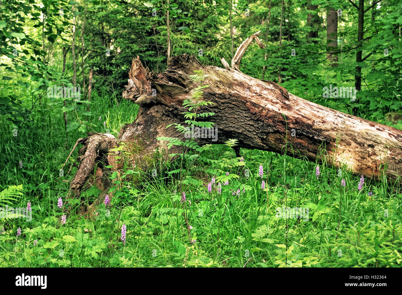 Broken tree in forest woods at summer day Stock Photo - Alamy