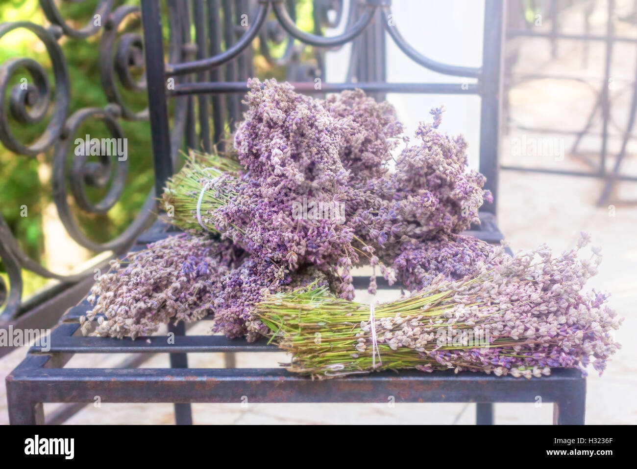 Dry lavender on cast iron chair at summer sunny day Stock Photo - Alamy