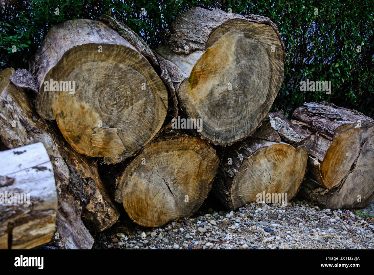 Felled wood awaiting winter for home heating Stock Photo - Alamy