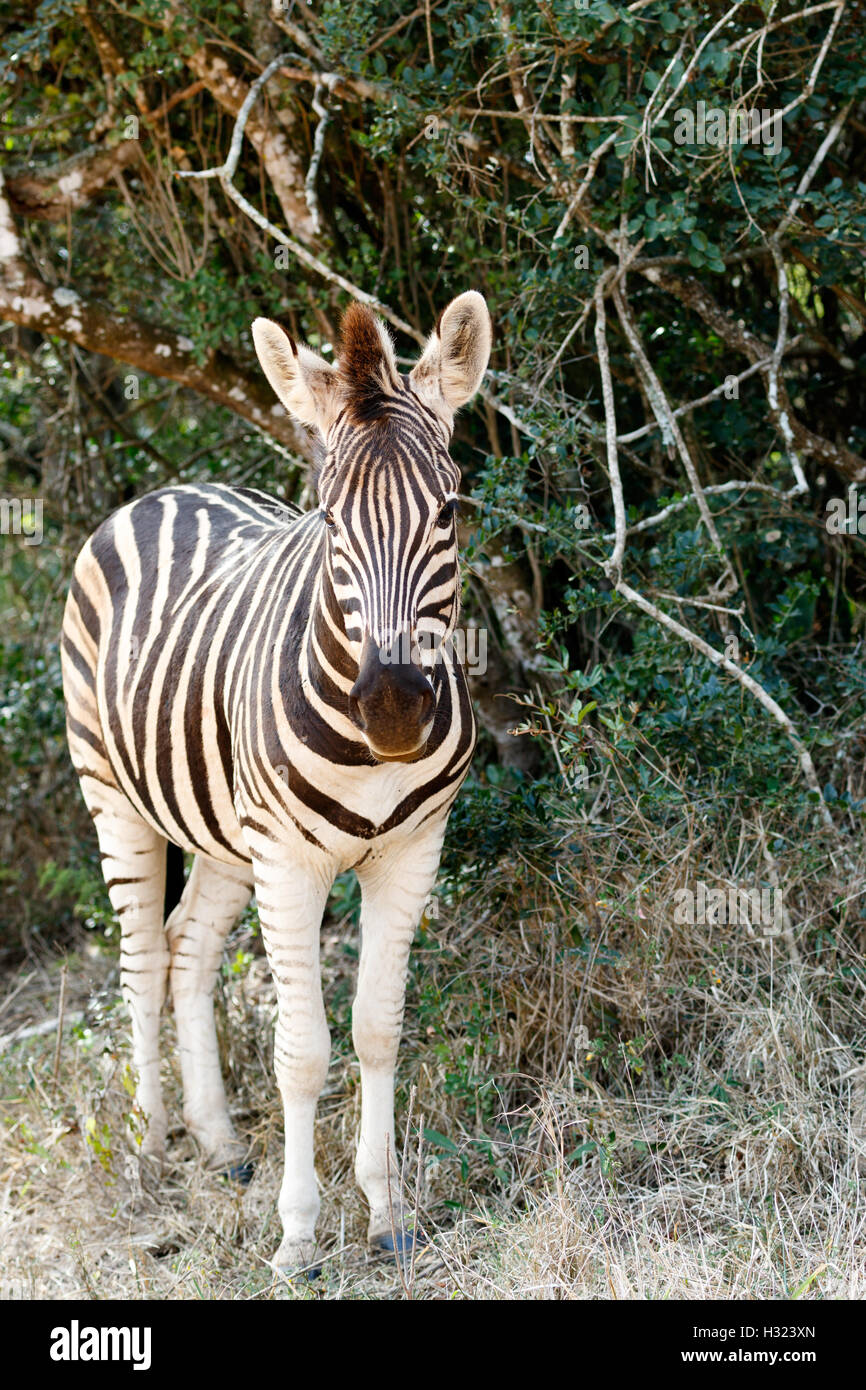 Skin of Common Zebra, Burchell's Zebra Stock Photo - Alamy