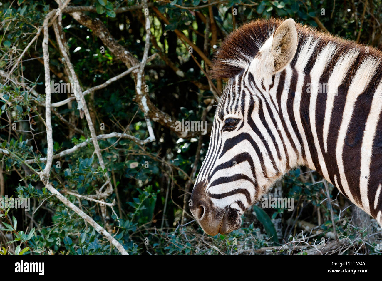 Just a pin sharp Zebra looking left with trees in Addo Stock Photo - Alamy