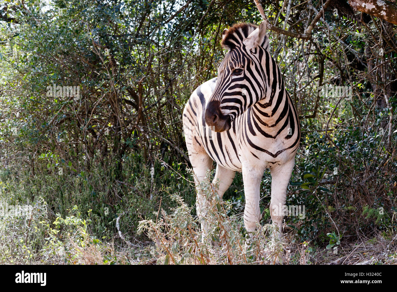 African looking left hi-res stock photography and images - Alamy