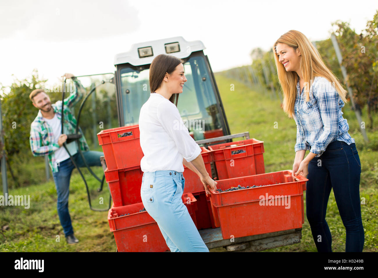 Young people harvesting grapes in the vineyard in autumn Stock Photo ...
