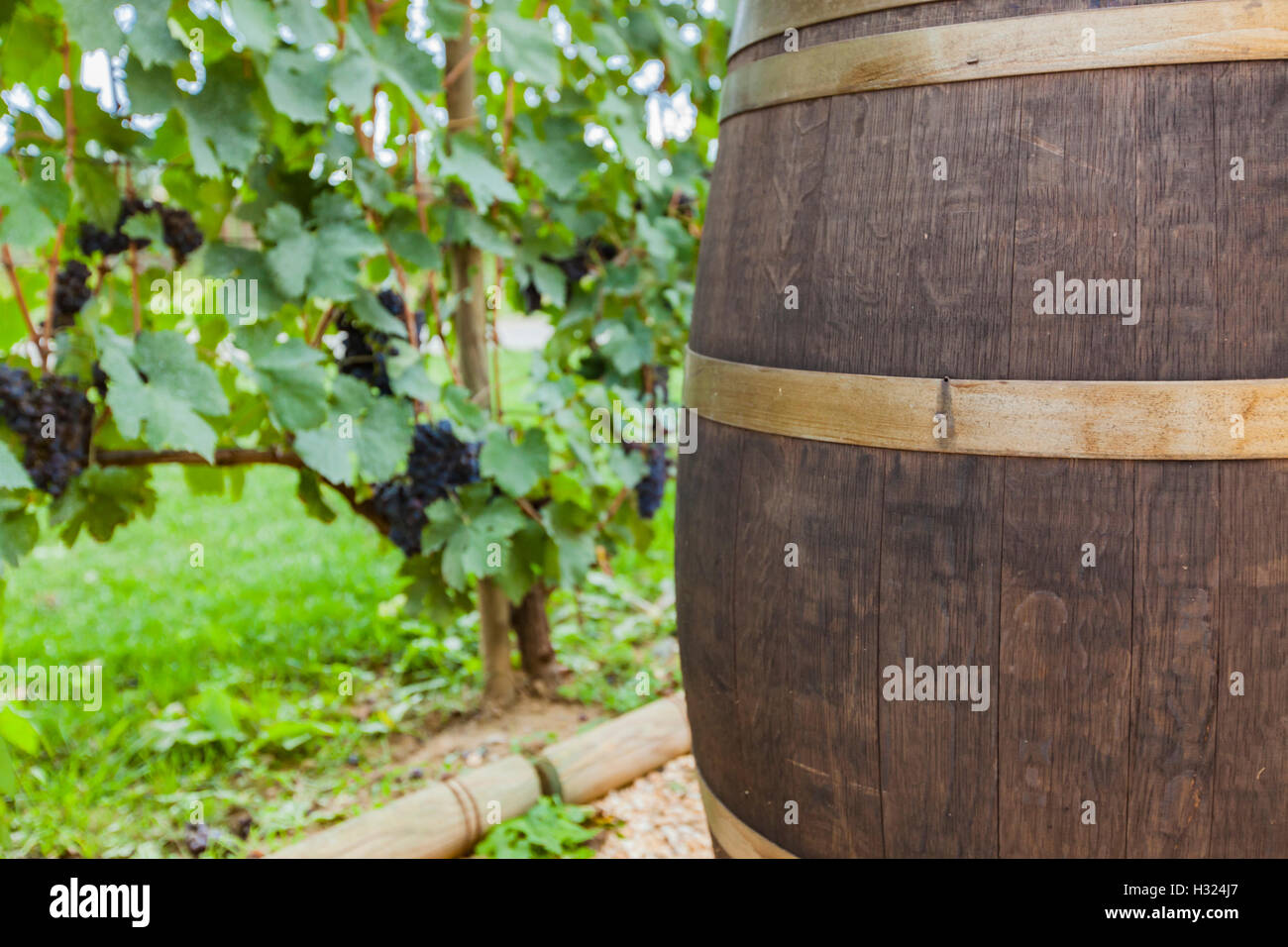View at barrel and vine in the vineyard Stock Photo - Alamy