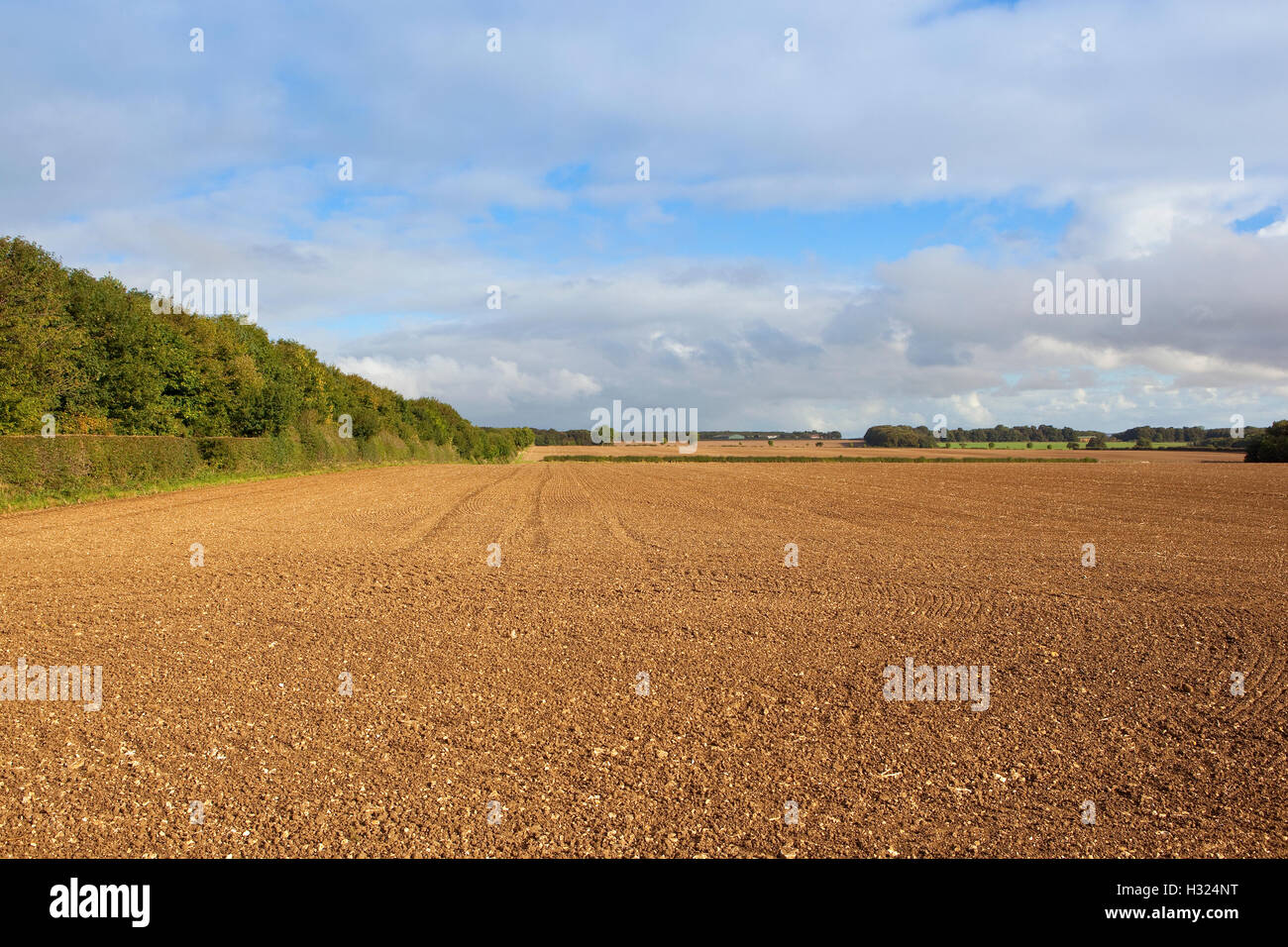 Hedgerows and woodland trees by a newly cultivated field in the ...