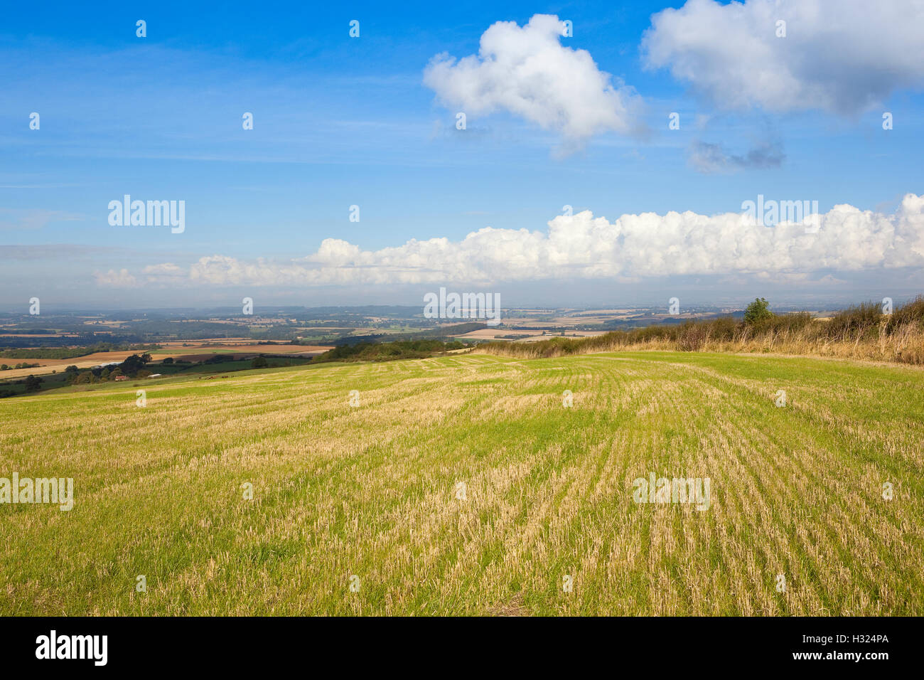 The view towards the town of Malton from an unsprayed stubble field ...
