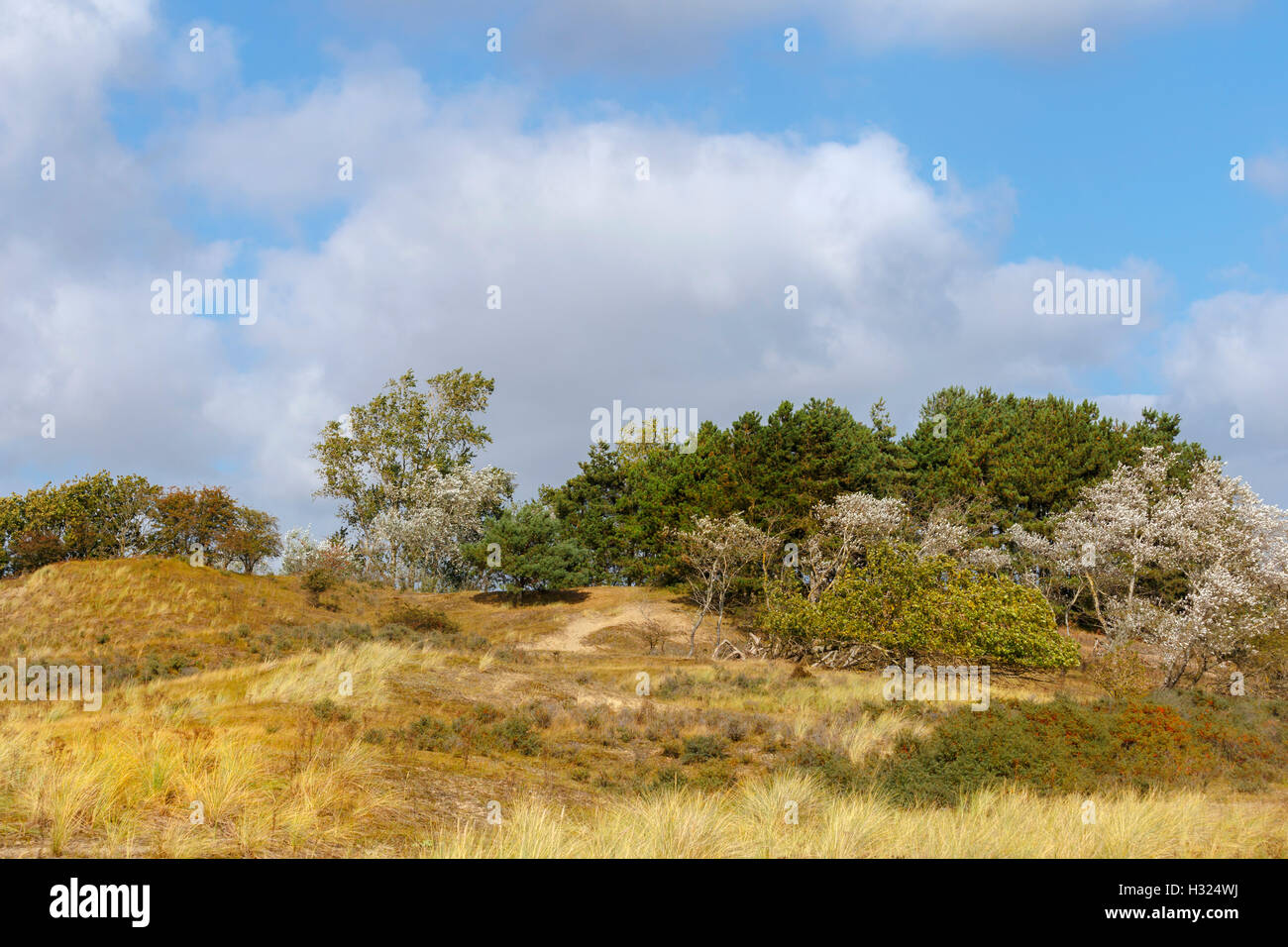 Landscape with dunes in fall setting in the Amsterdamse ...