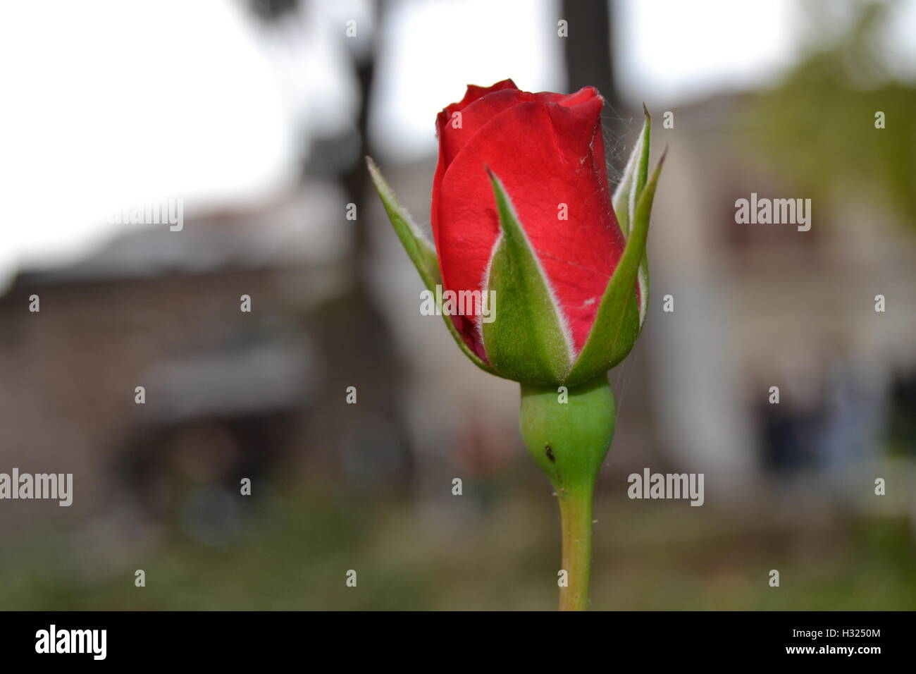 Rose, waiting, for the, love, loneliness Stock Photo - Alamy