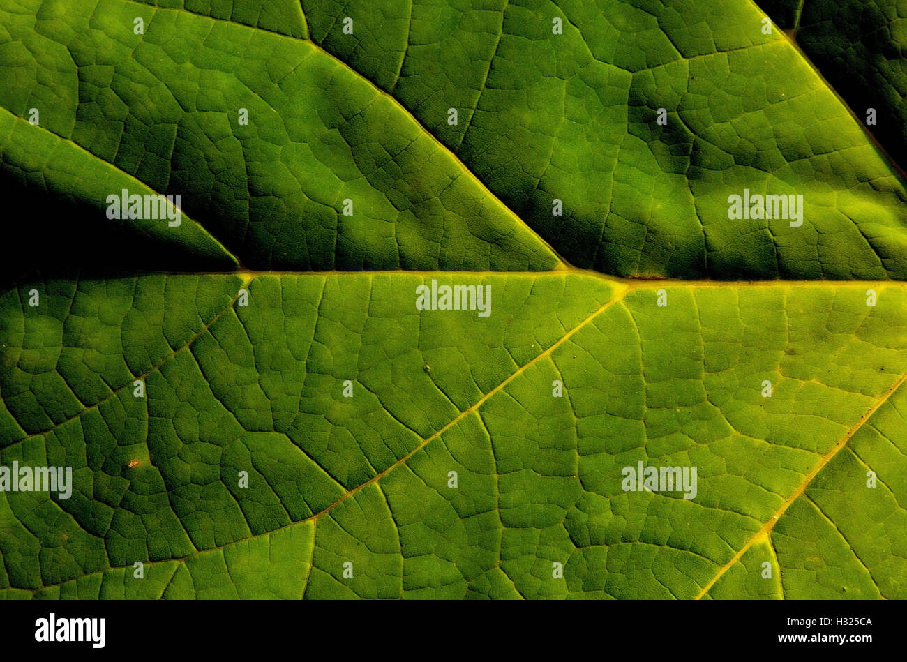 Photo fresh green leaf with clearly visible veined nerve , and slightly ...