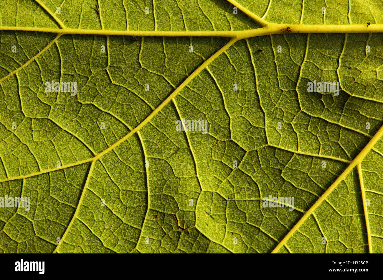 Photo fresh green leaf with clearly visible veined nerve , and slightly ...