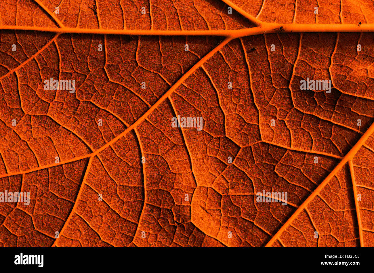 Macro picture, the fresh leaves of the superimposed filter effects ...