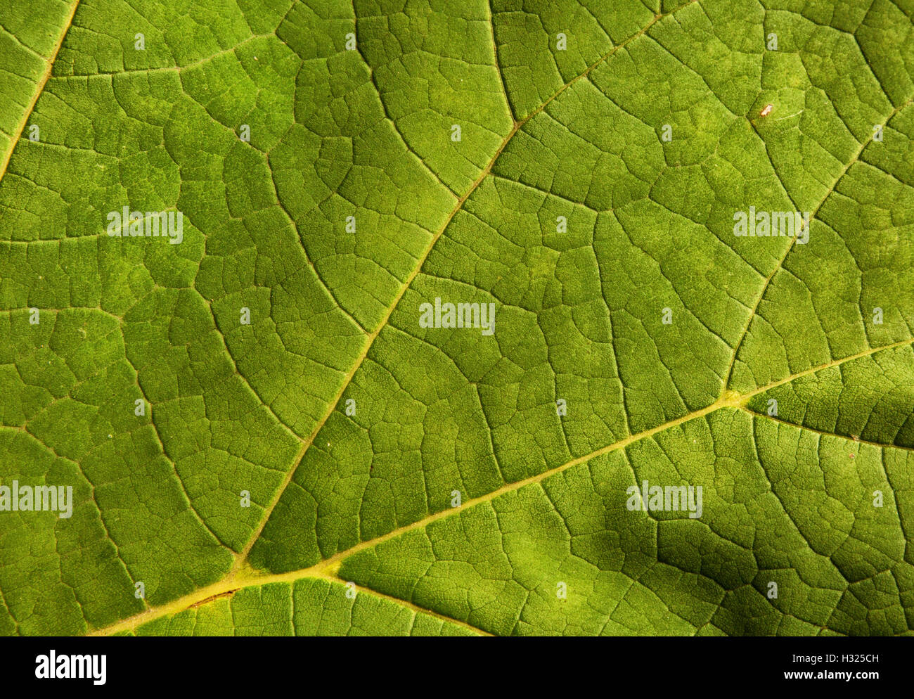 Interesting leaf pattern hi-res stock photography and images - Alamy
