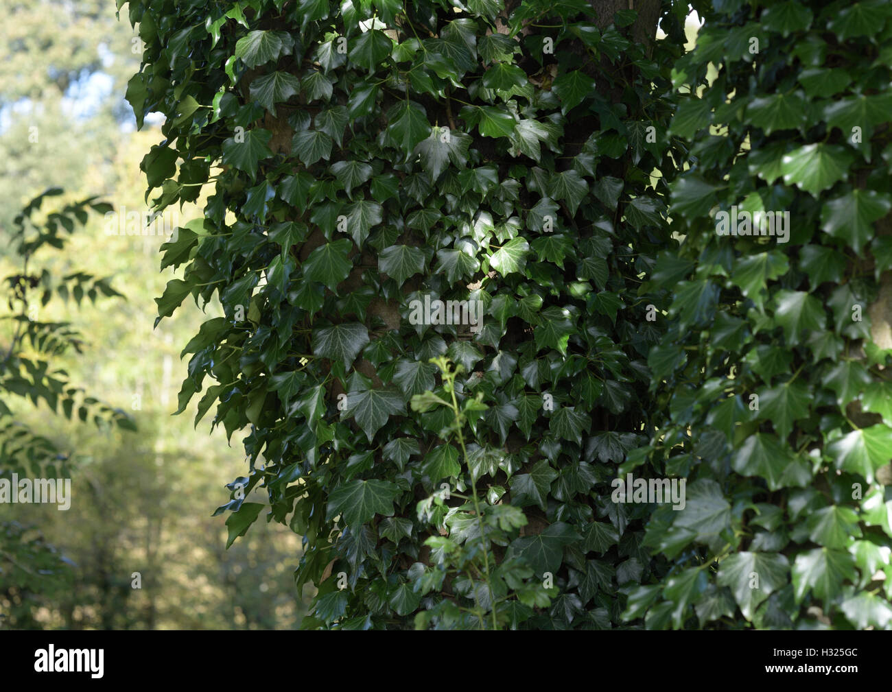 Ivy on tree Stock Photo - Alamy