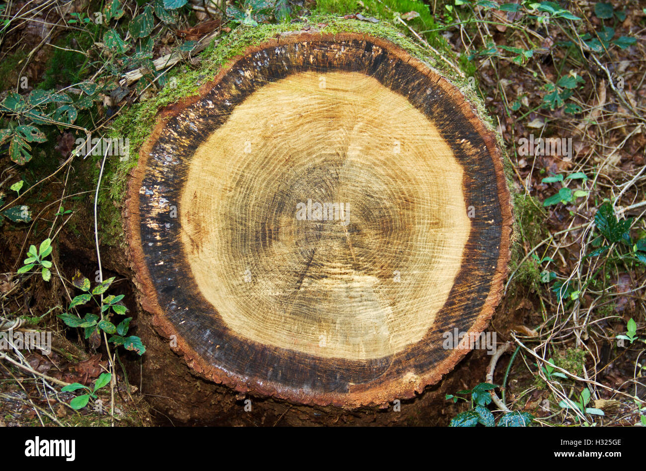 Annual growth rings in wood hi-res stock photography and images - Alamy
